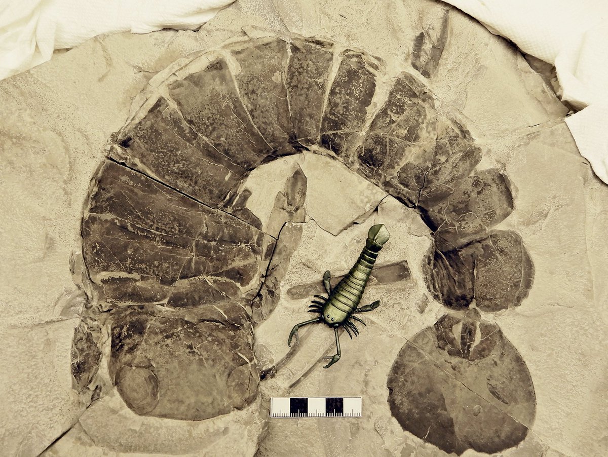 Gli euripteridi o scorpioni di mare