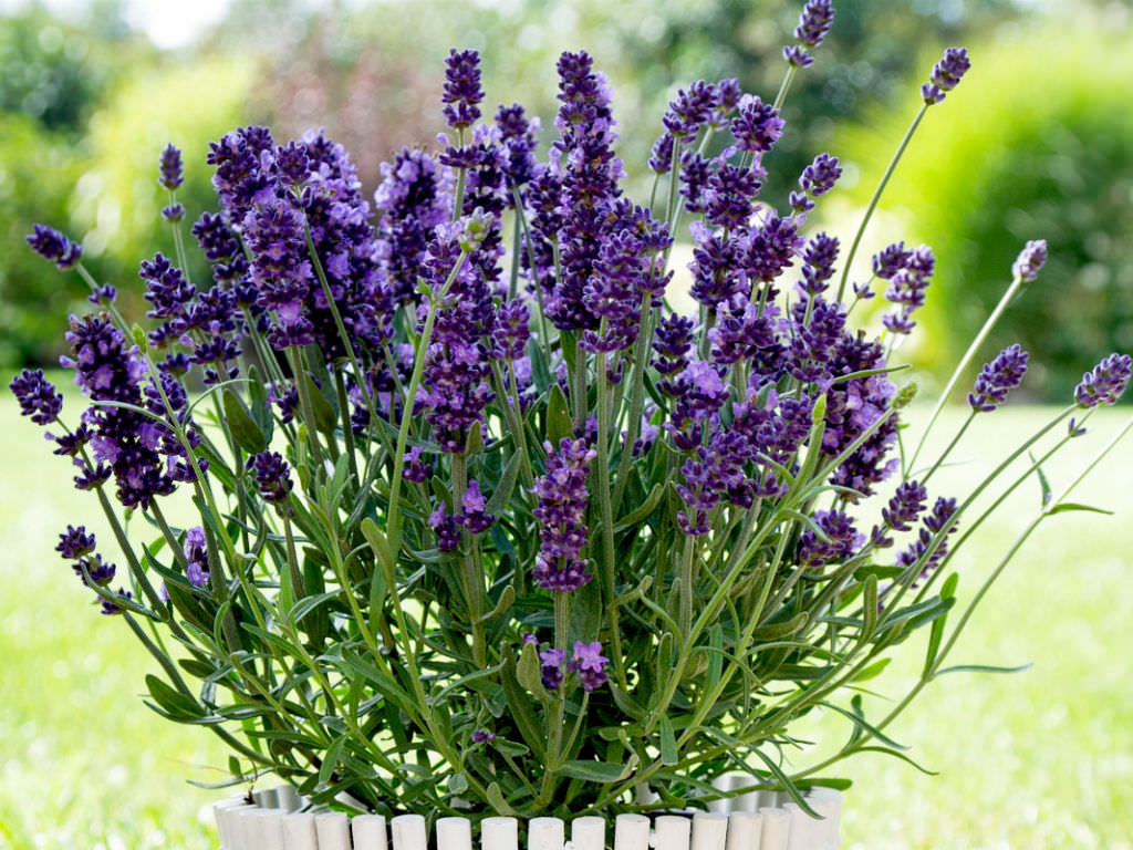 La Lavanda - Lavandula angustifolia, consigli e usi