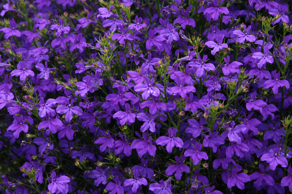 LA LOBELIA, DELICATO FIORE DAI 1000 COLORI