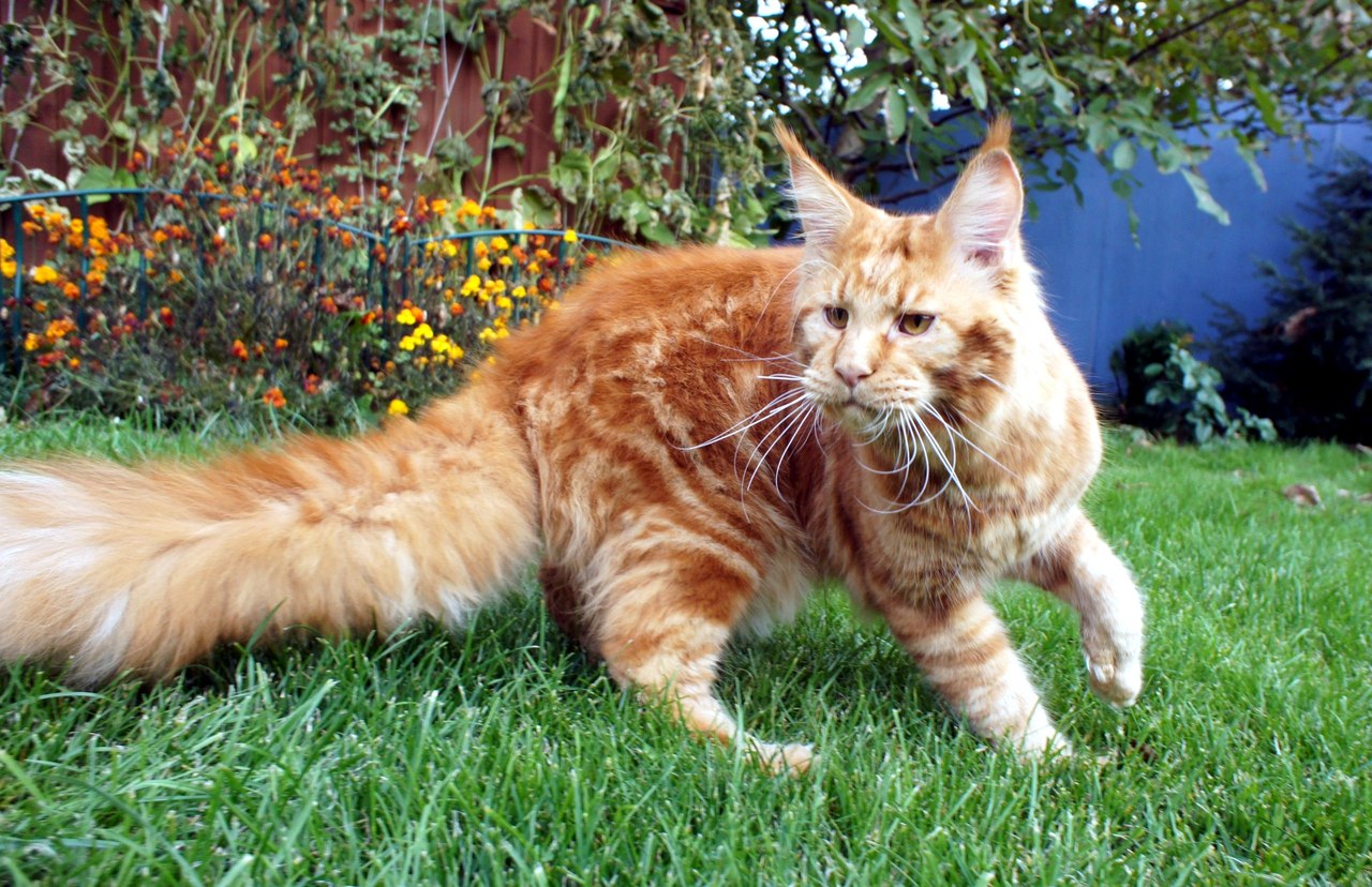 Il Maine Coon, il gatto più grande del mondo