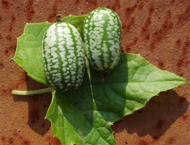 PIANTE RAMPICANTI: LA MELOTHRIA SCABRA O CETRIOLINO MESSICANO [CONSIGLI ...