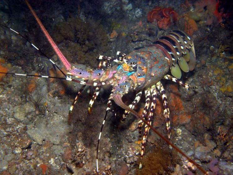 L'ARAGOSTA MEDITERRANEA, PALINURUS ELEPHAS