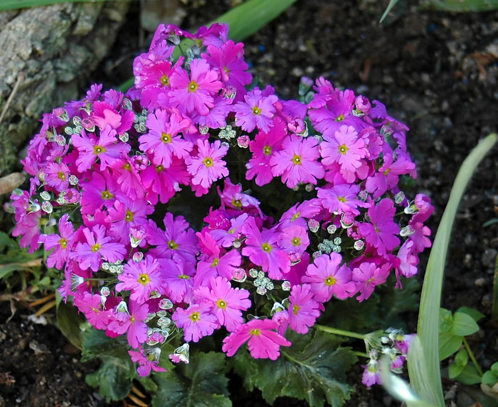 LA PRIMULA, ARRIVA LA PRIMAVERA [SIGNIFICATO]