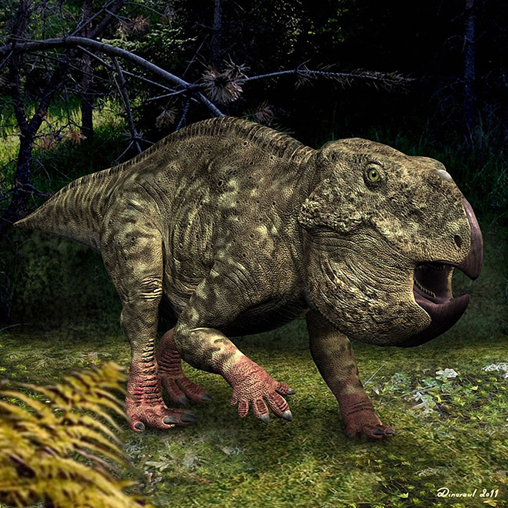 L'udanoceratopo, uno strano dinosauro con la faccia da pappagallo