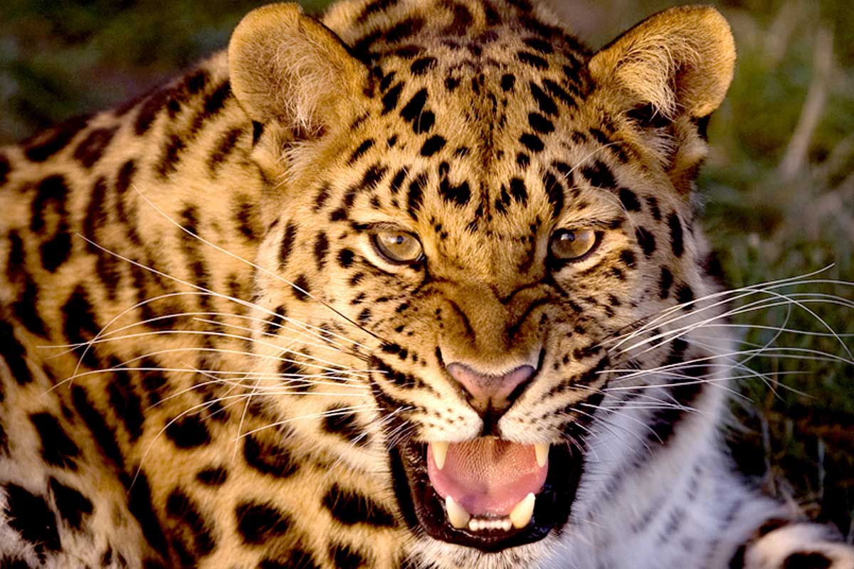 Il grande felino: Il leopardo (Panthera pardus)