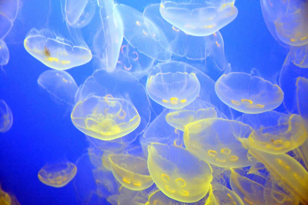 LE CREATURE TRASPARENTI QUASI INVISIBILI PIÙ AFFASCINANTI NEL MONDO REALE