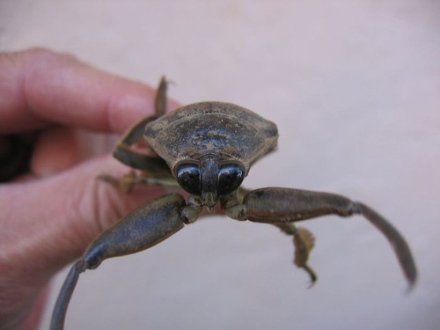 INSETTI DA RECORD, I PIÙ GRANDI DEL MONDO