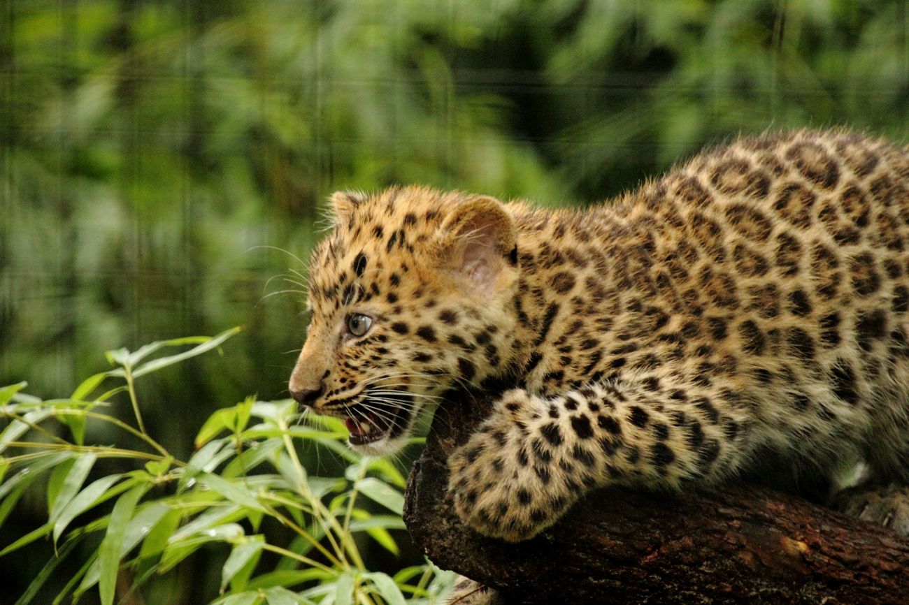 Il grande felino: Il leopardo (Panthera pardus)