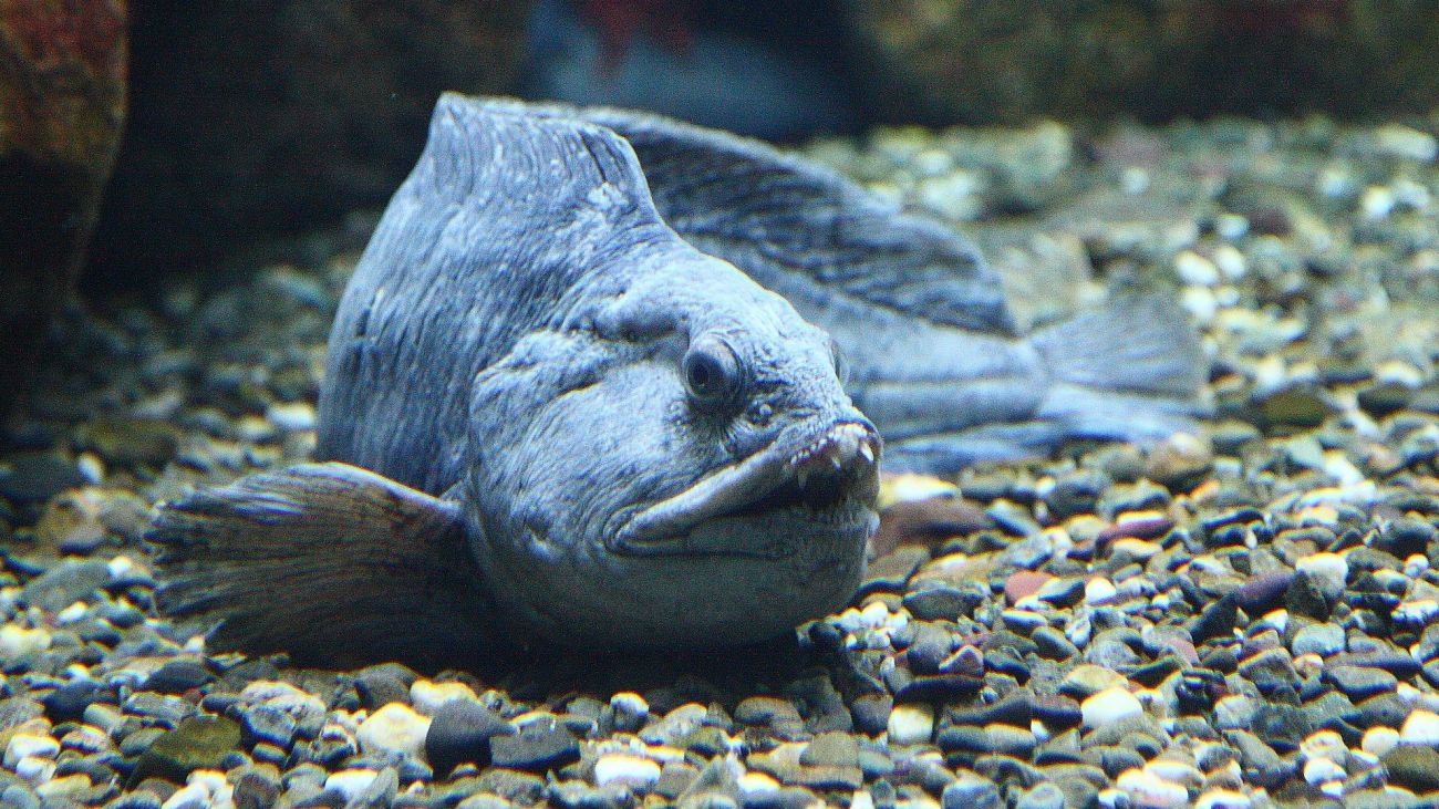 IL PESCE LUPO O LUPO DI MARE