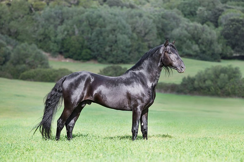 IL CAVALLO ANDALUSO, BELLO, FIERO E NOBILE