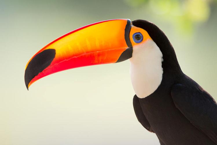 IL TUCANO TOCO