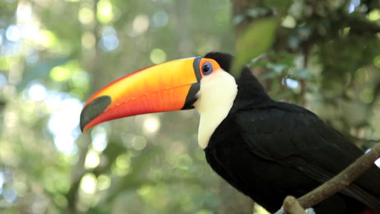 IL TUCANO TOCO