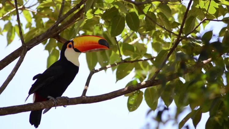 IL TUCANO TOCO