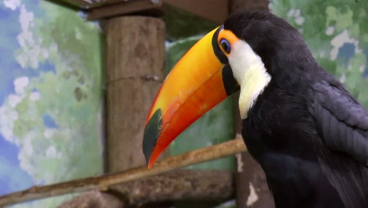 IL TUCANO TOCO