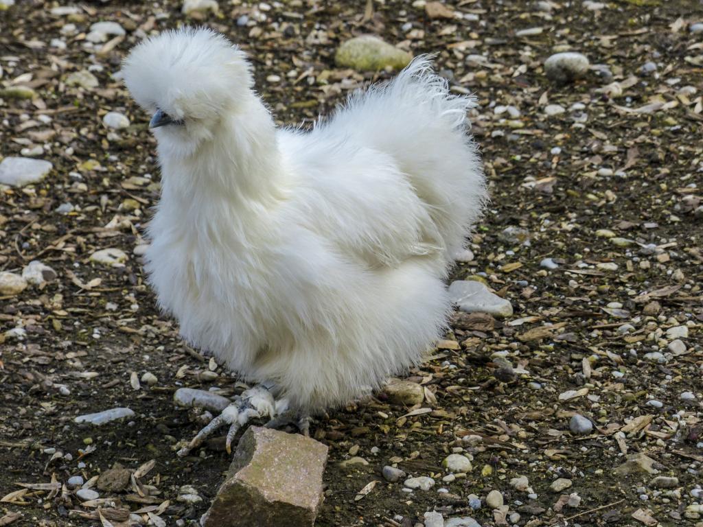 La moroseta, una gallina come animale domestico