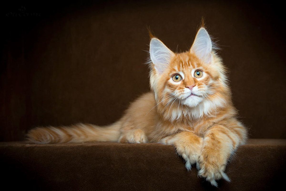 Il Maine Coon, il gatto più grande del mondo