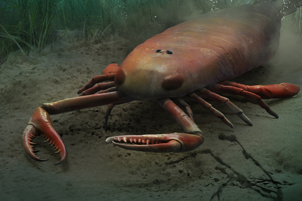 Gli euripteridi o scorpioni di mare