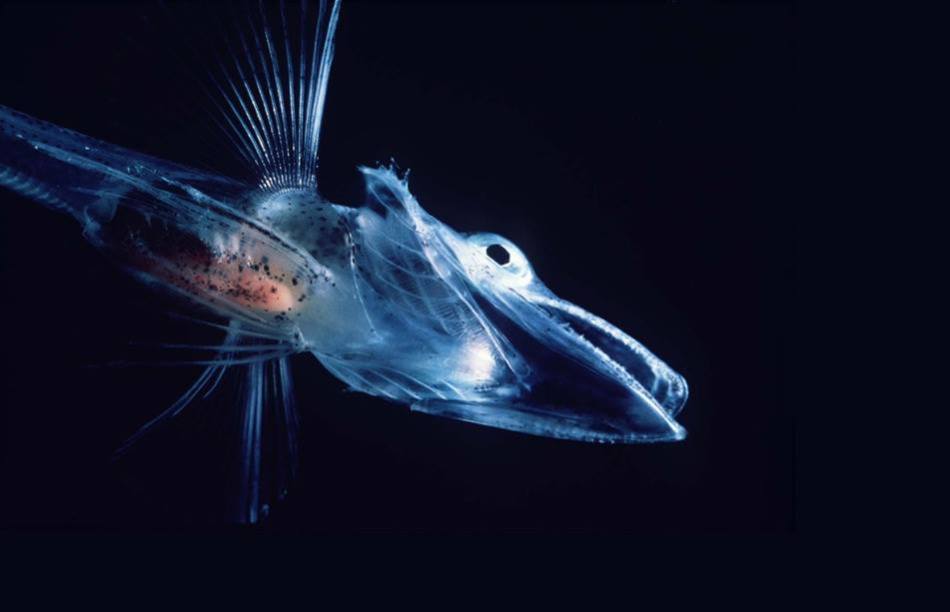 LE CREATURE TRASPARENTI QUASI INVISIBILI PIÙ AFFASCINANTI NEL MONDO REALE