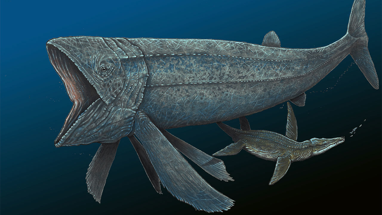 Il Leedsichthys problematicus, un gigantesco pesce che visse negli ...