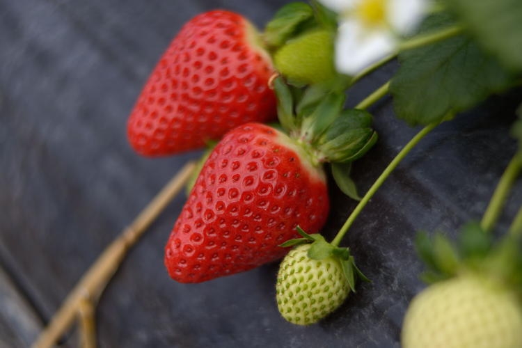 LA FRAGOLA: ORIGINI E CONSIGLI UTILI