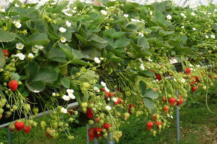 LA FRAGOLA: ORIGINI E CONSIGLI UTILI