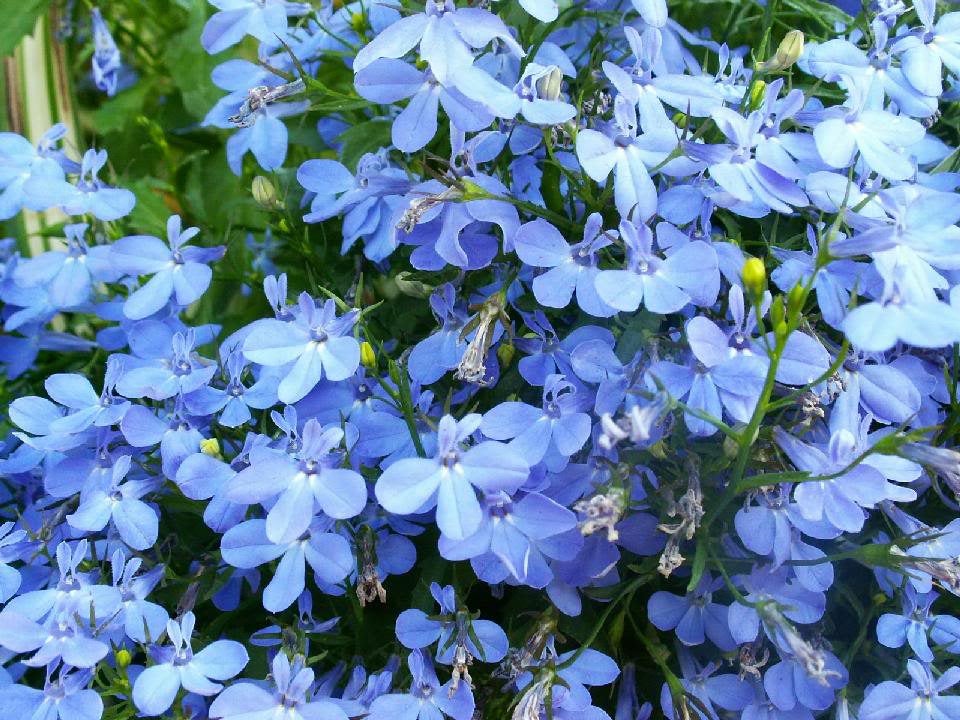 LA LOBELIA, DELICATO FIORE DAI 1000 COLORI