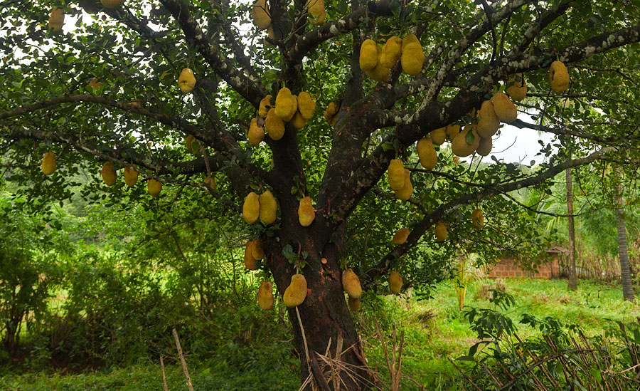 Il Giaco o Artocarpus heterophyllus, L'albero dal frutto più grande ...