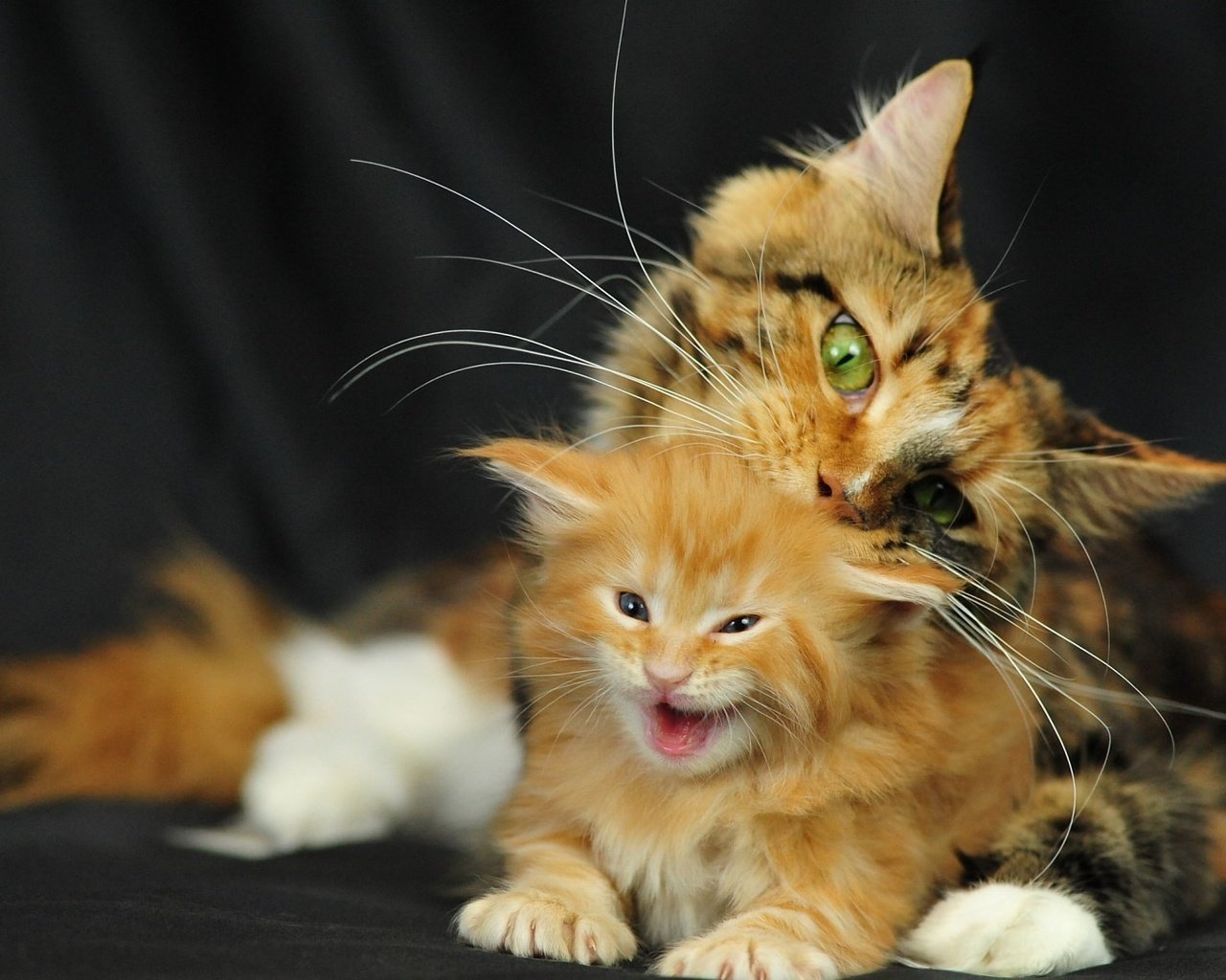 Il Maine Coon, il gatto più grande del mondo