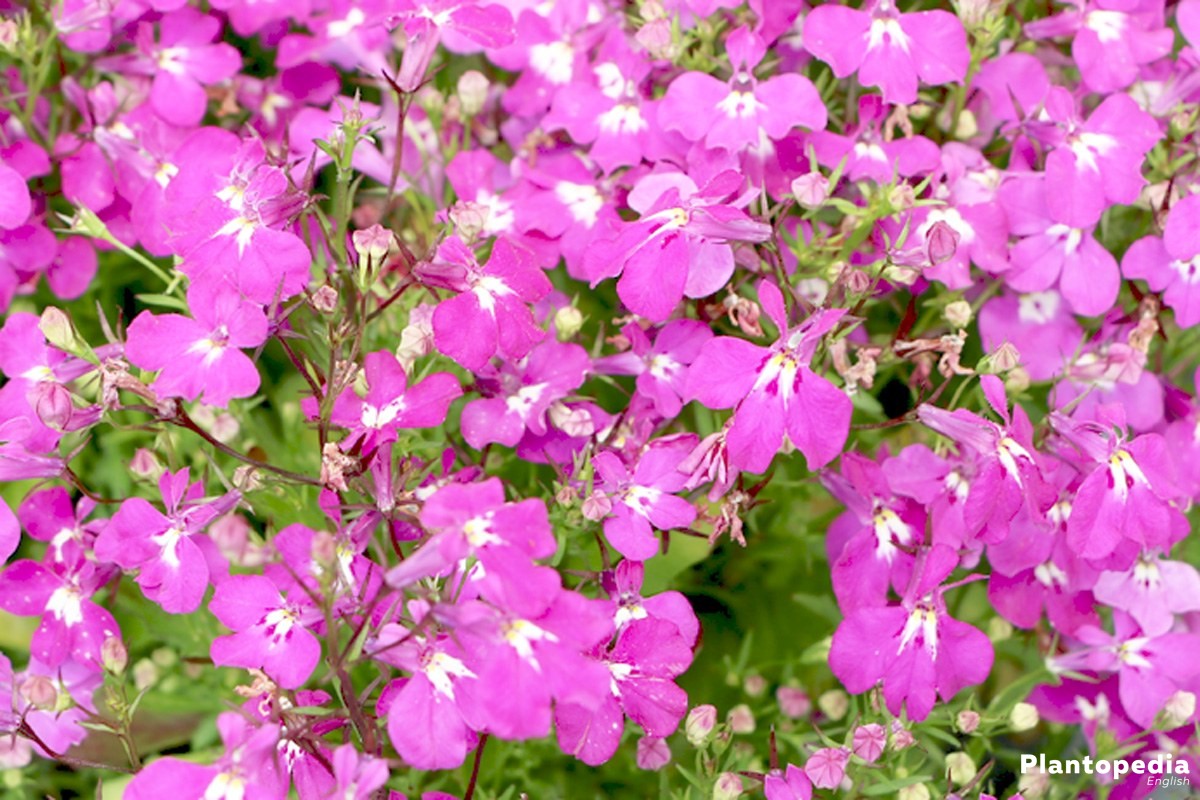 LA LOBELIA, DELICATO FIORE DAI 1000 COLORI