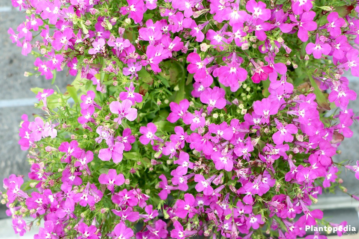 LA LOBELIA, DELICATO FIORE DAI 1000 COLORI
