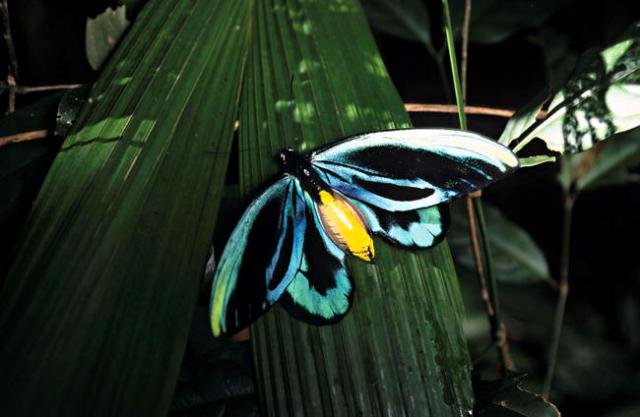 INSETTI DA RECORD, I PIÙ GRANDI DEL MONDO