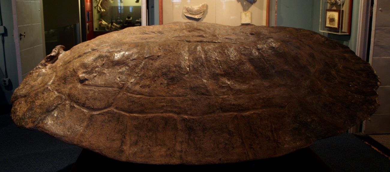 LA STUPENDEMYS, UNA TARTARUGA GIGANTE DELL'ERA DEL PLIOCENE DI 3000 ANNI FA