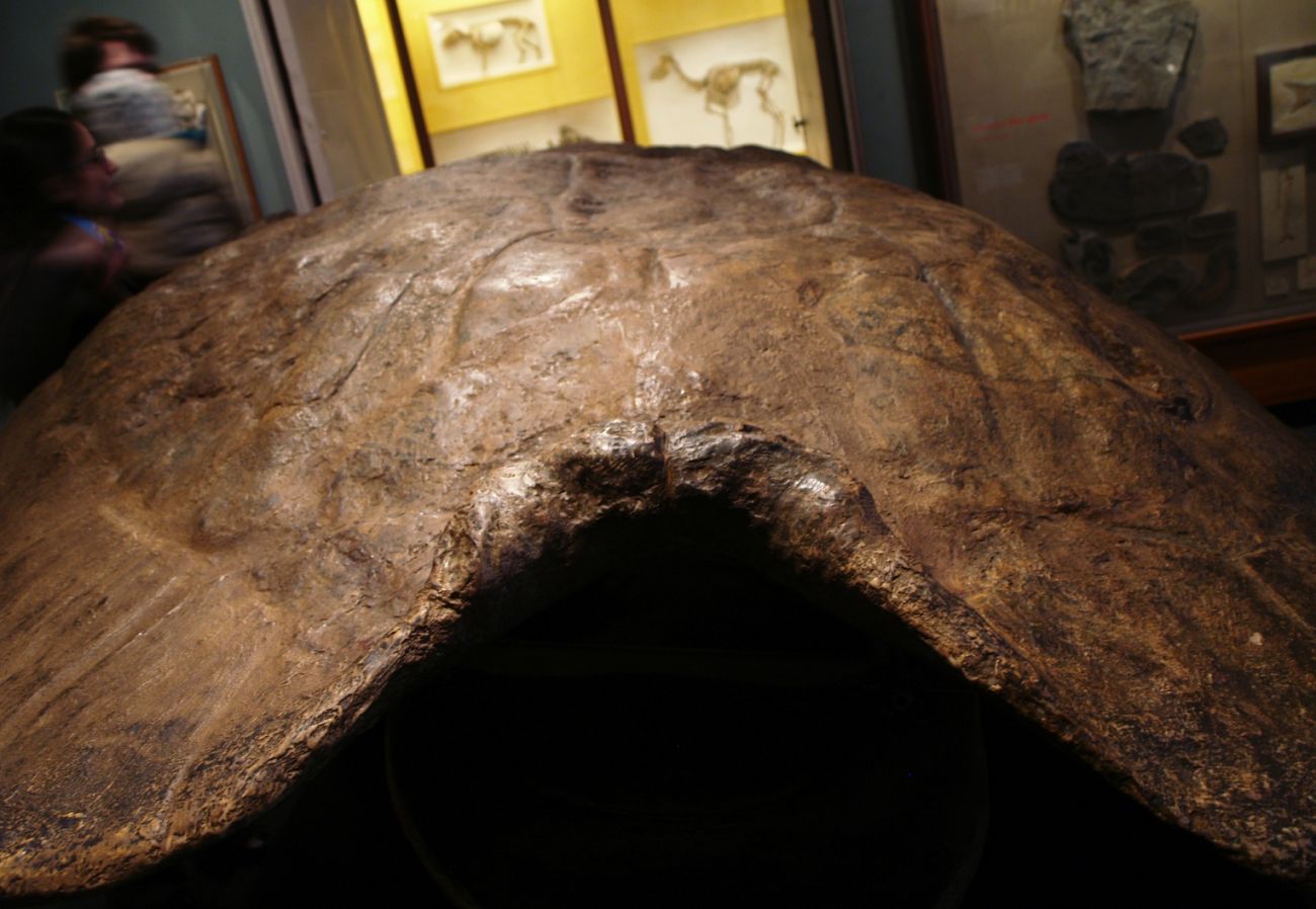 LA STUPENDEMYS, UNA TARTARUGA GIGANTE DELL'ERA DEL PLIOCENE DI 3000 ANNI FA