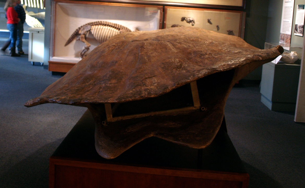 LA STUPENDEMYS, UNA TARTARUGA GIGANTE DELL'ERA DEL PLIOCENE DI 3000 ANNI FA