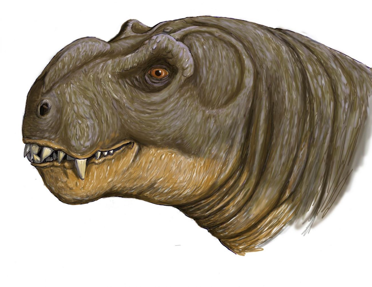Il deuterosauro, animale estinto del Permiano medio