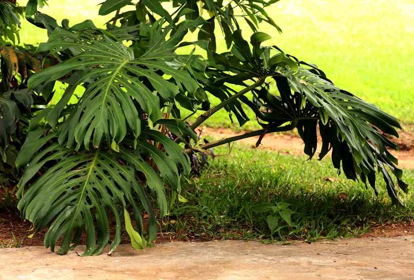 MONSTERA DELICIOSA, PIANTA DEL PANE AMERICANA
