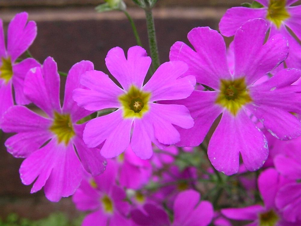 LA PRIMULA, ARRIVA LA PRIMAVERA [SIGNIFICATO]