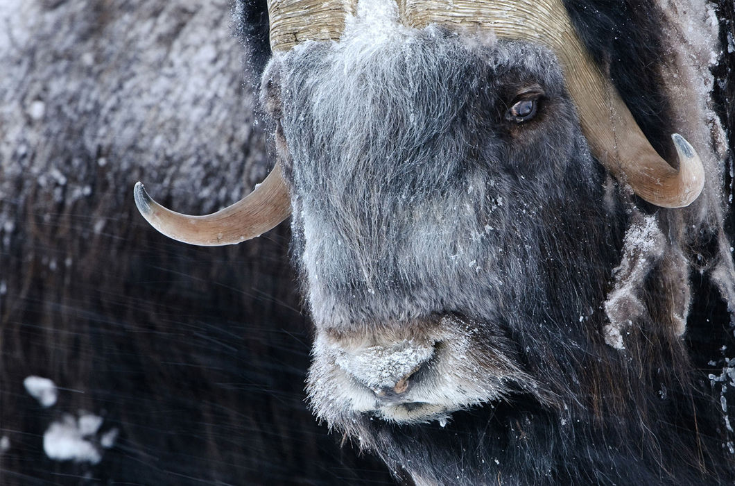 Il bue muschiato: Il titano dell'Artico