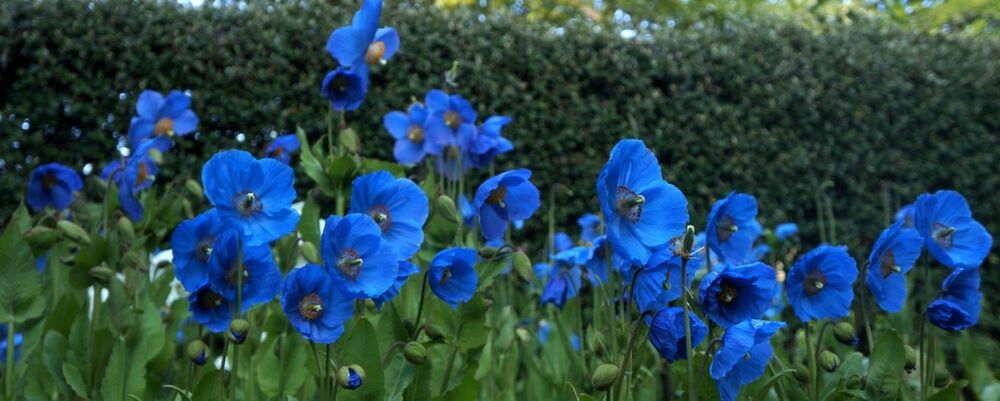 PAPAVERI BLU DELL'HIMALAYA, CONSIGLI UTILI