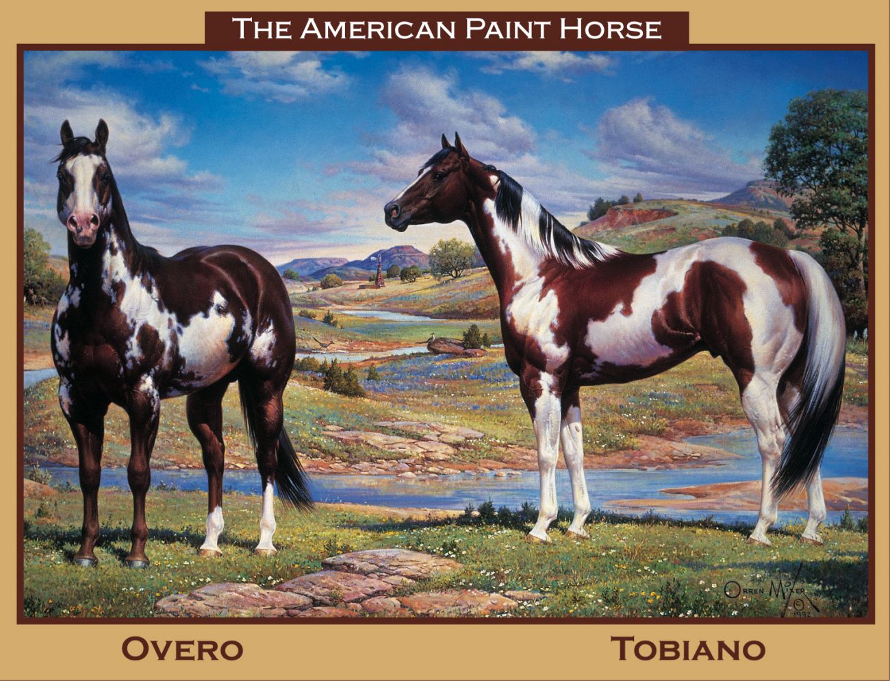 Il cavallo Paint horse, la sua bellezza? il manto pezzato