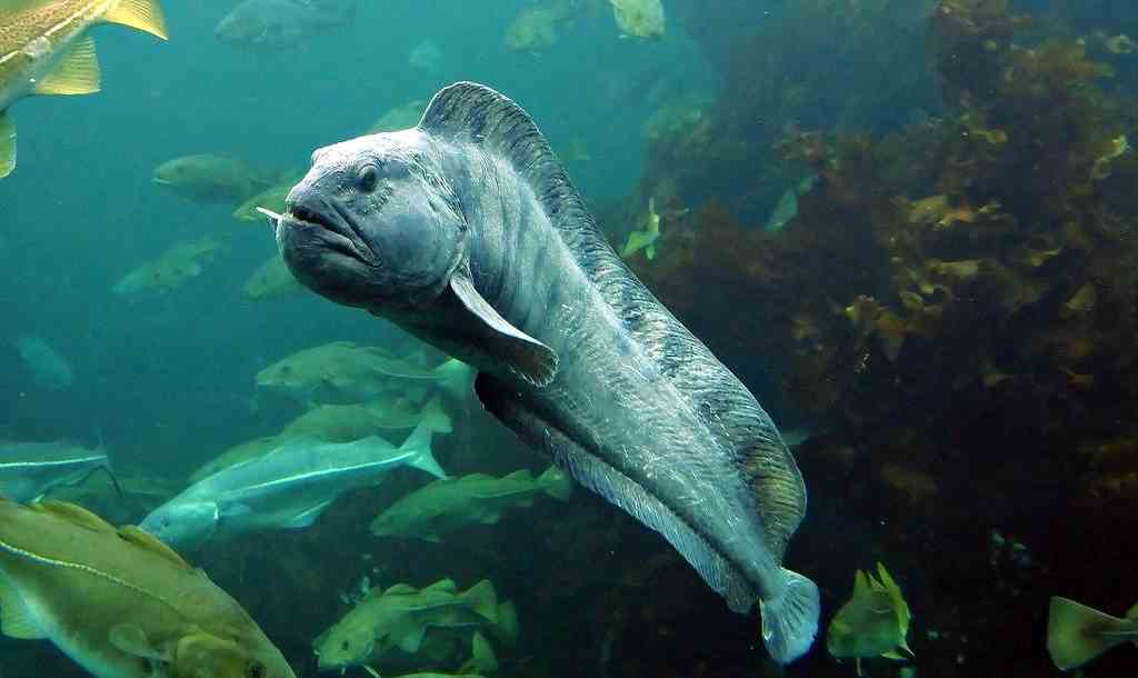 IL PESCE LUPO O LUPO DI MARE