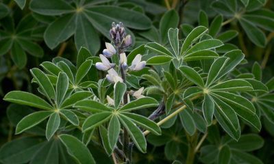 I lupini proprietà e benefici per la nostra salute