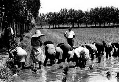 Le mondine:una storia diventata storia