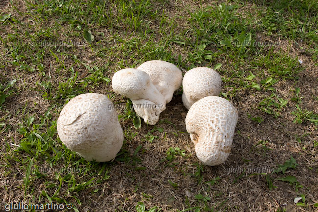 Ogni mese ha i suoi funghi :troviamoli cosi':Foto