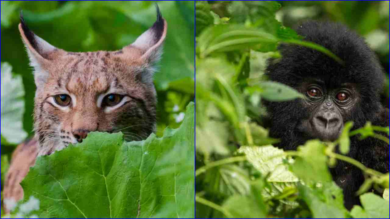 DAL RAPPORTO DEL WWF SI EVINCE CHE IN 50 ANNI E' SCOMPARSO IL 69% DELLA ...