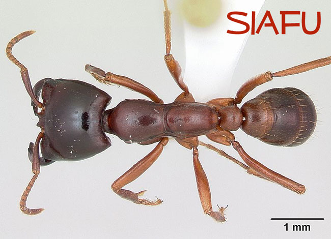 Siafu, le formiche killer (Dorylus nigricans)