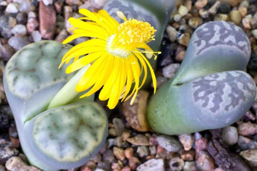 LITHOPS la pianta sasso