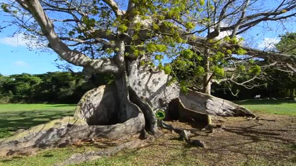 Tornato a fiorire l’enorme albero sacro Sopravvissuto a tempeste e uragani.