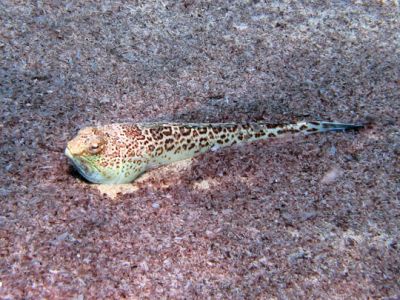 Pesce ragno, come comportarsi in caso di puntura