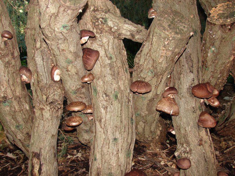 Shiitake, i famosi funghi giapponesi